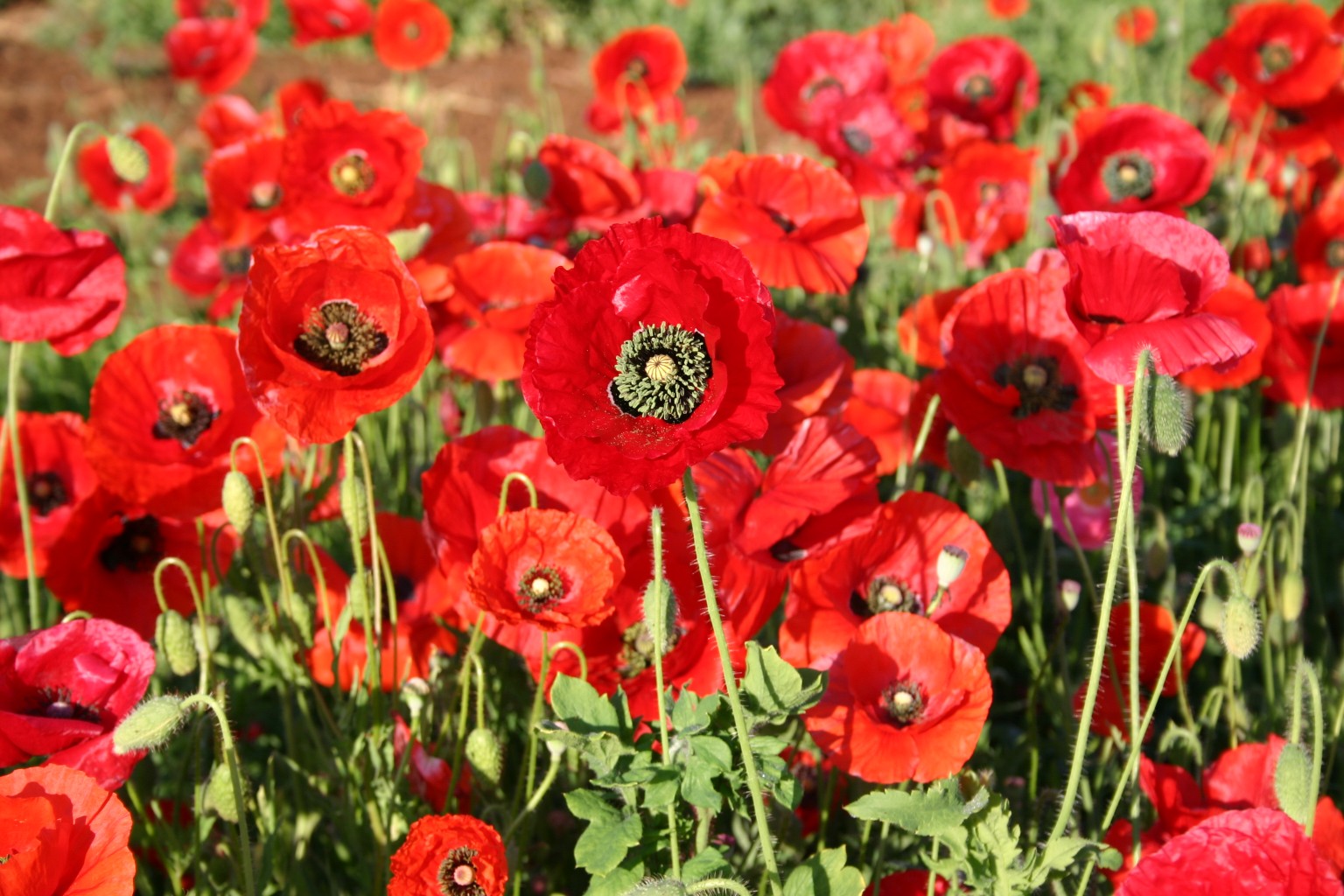 Poppy Flower Awesome Poppy Flower 26371