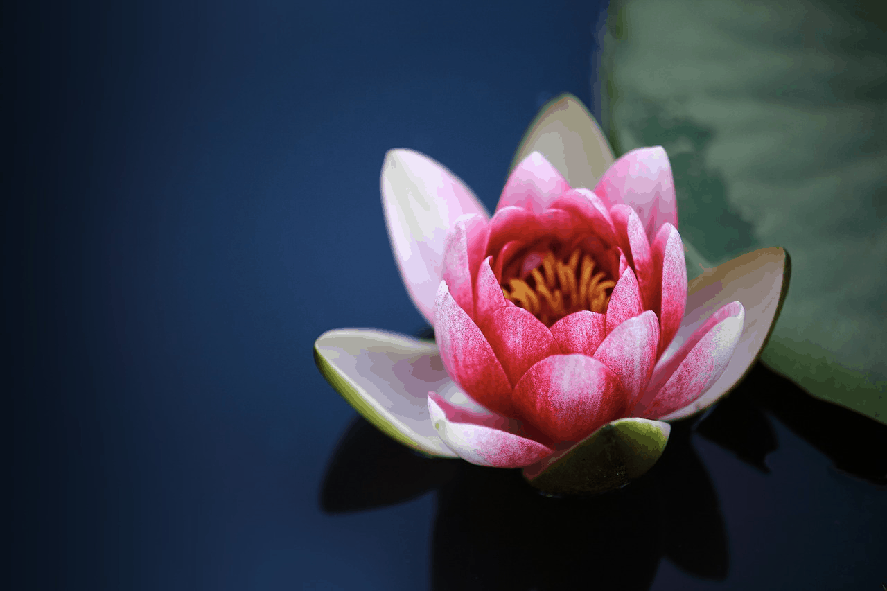 Lotus Flower Free Lotus Flower 29035