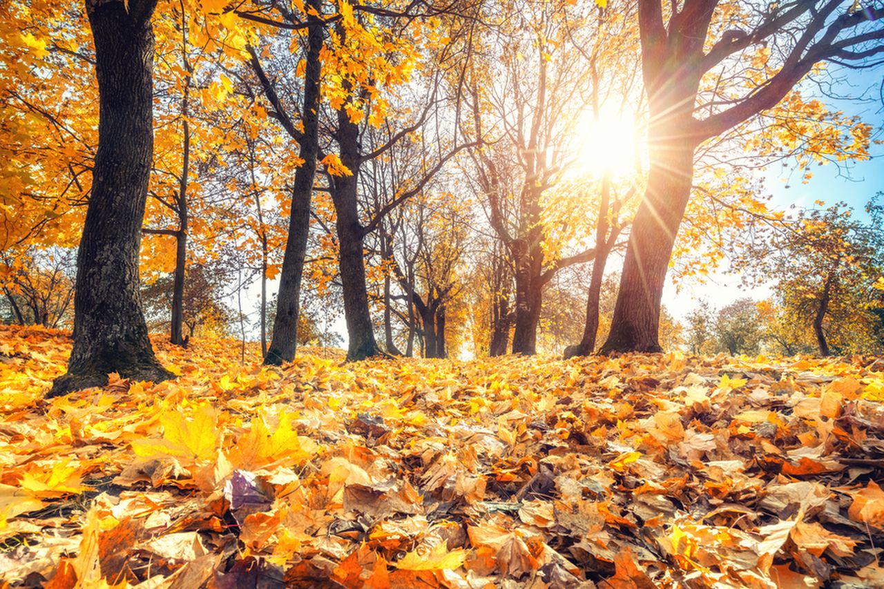 Fall Season Photo Great Fall Season 29941